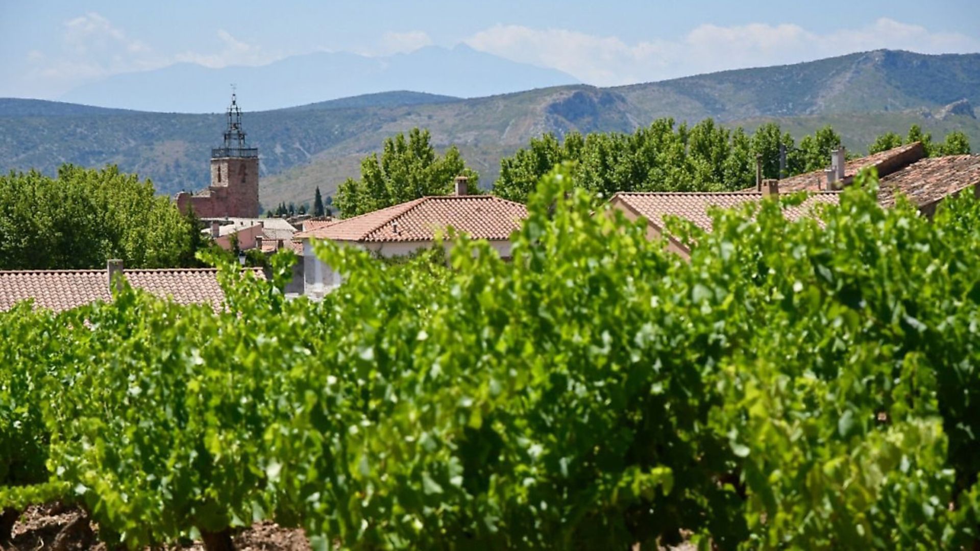 Making wine in 100-year-old French vineyards - Complete France