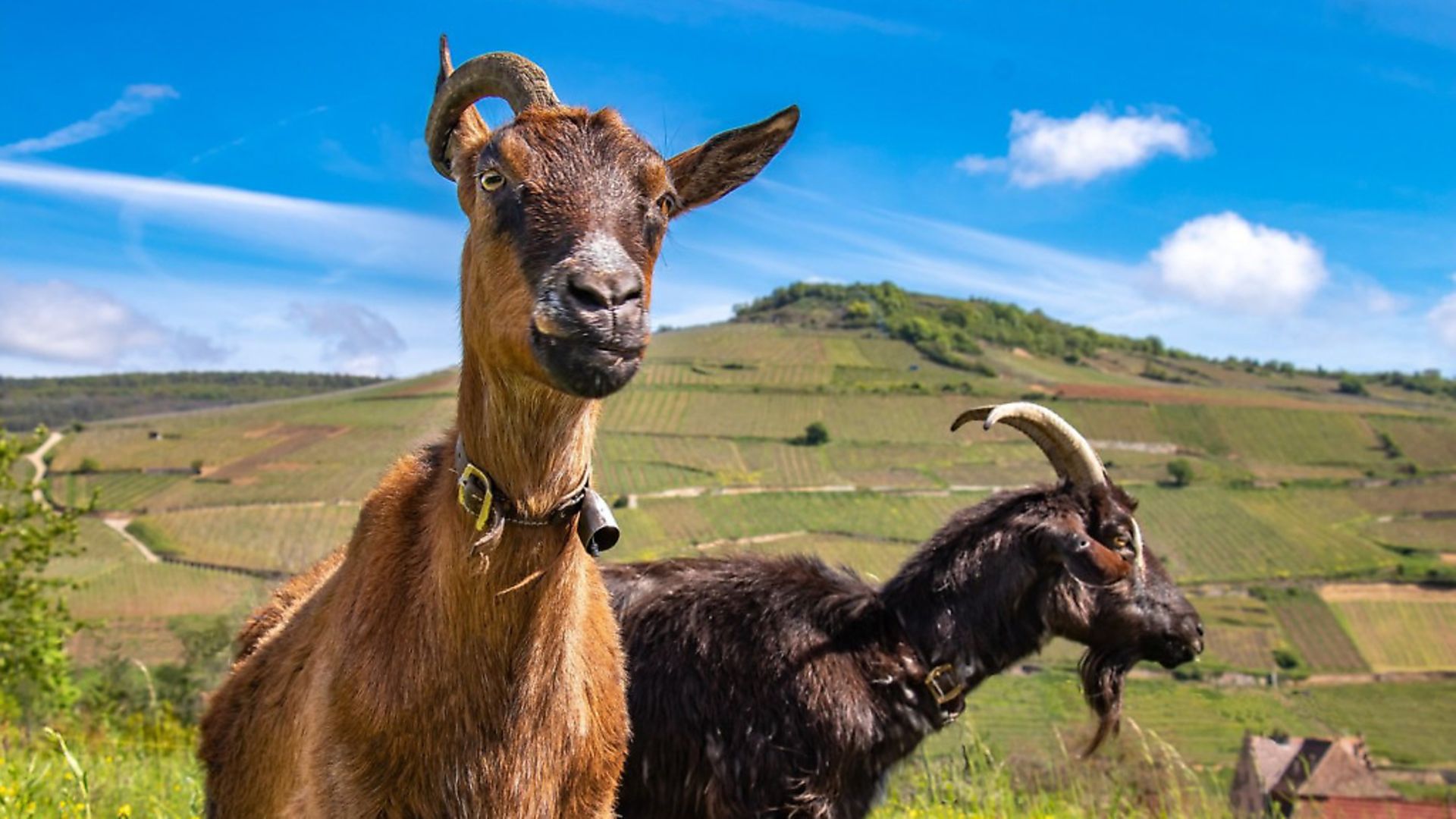Buy a French farmhouse and get into farming in France - Complete France