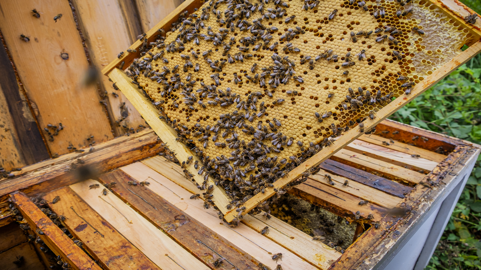 Unveiling France’s Beekeeping Paradise: A Guide - Complete France